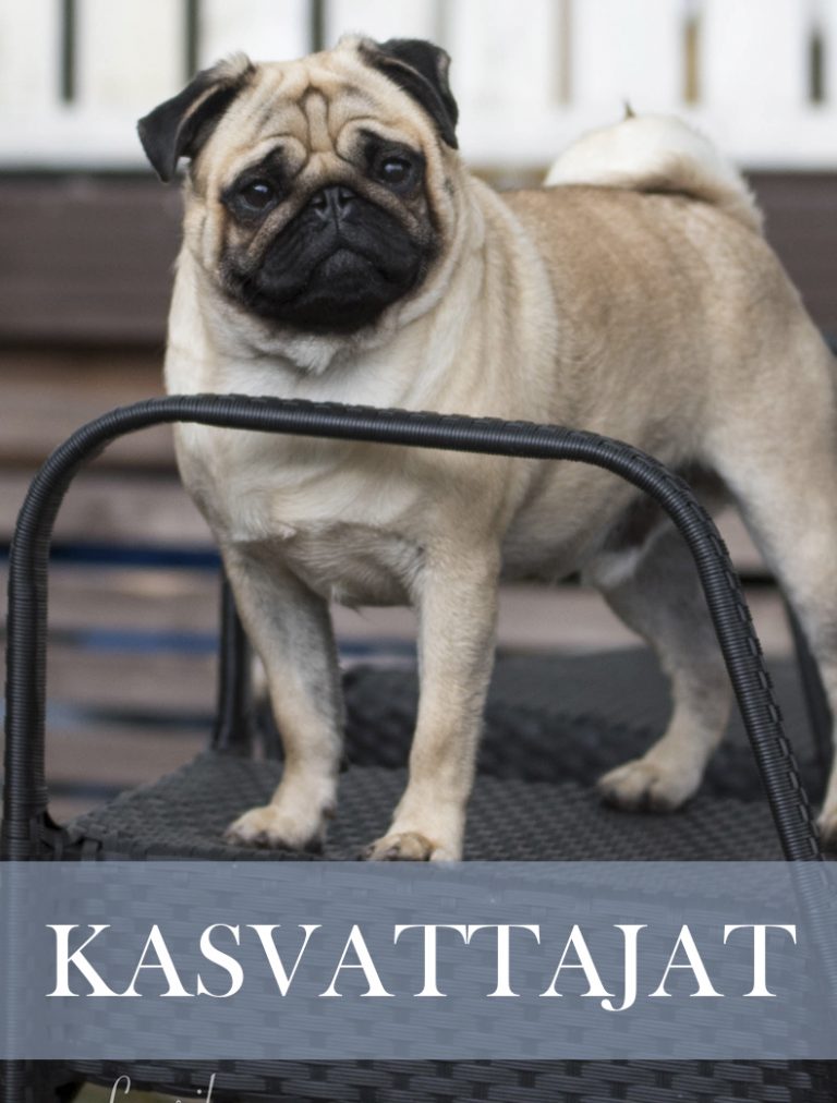 Mopsi rotuna – Suomen Mopsikerho ry