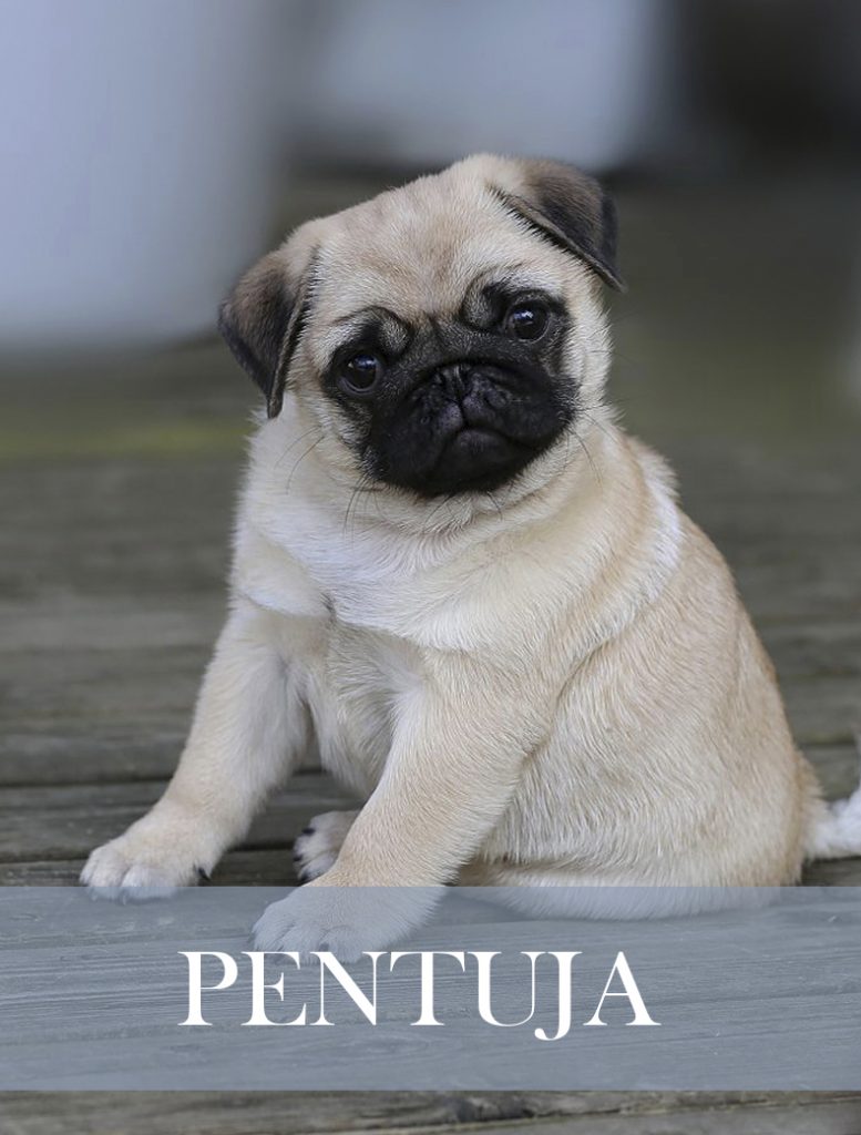 Mopsi rotuna – Suomen Mopsikerho ry