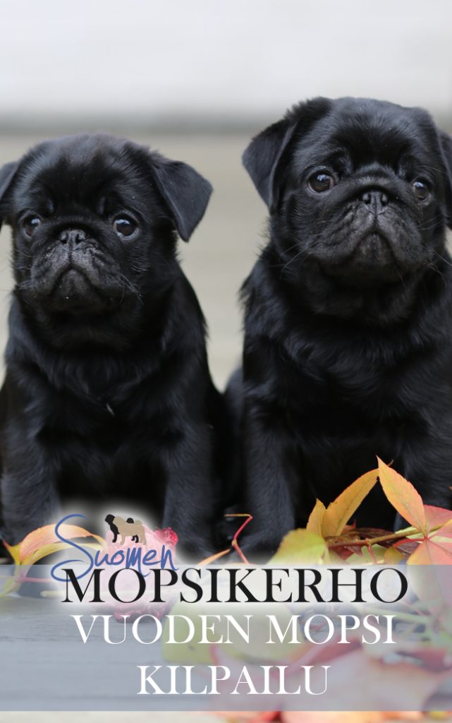 Vuoden mopsi – Suomen Mopsikerho ry